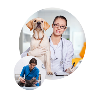 Pawsitive Vet Care | Κτηνιατρική Κλινική - Διαγνωστικό - Ολες οι ...